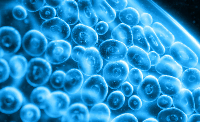 浙江觅得优生物科技有限公司