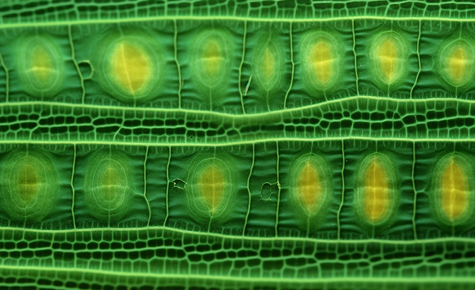 浙江觅得优生物科技有限公司